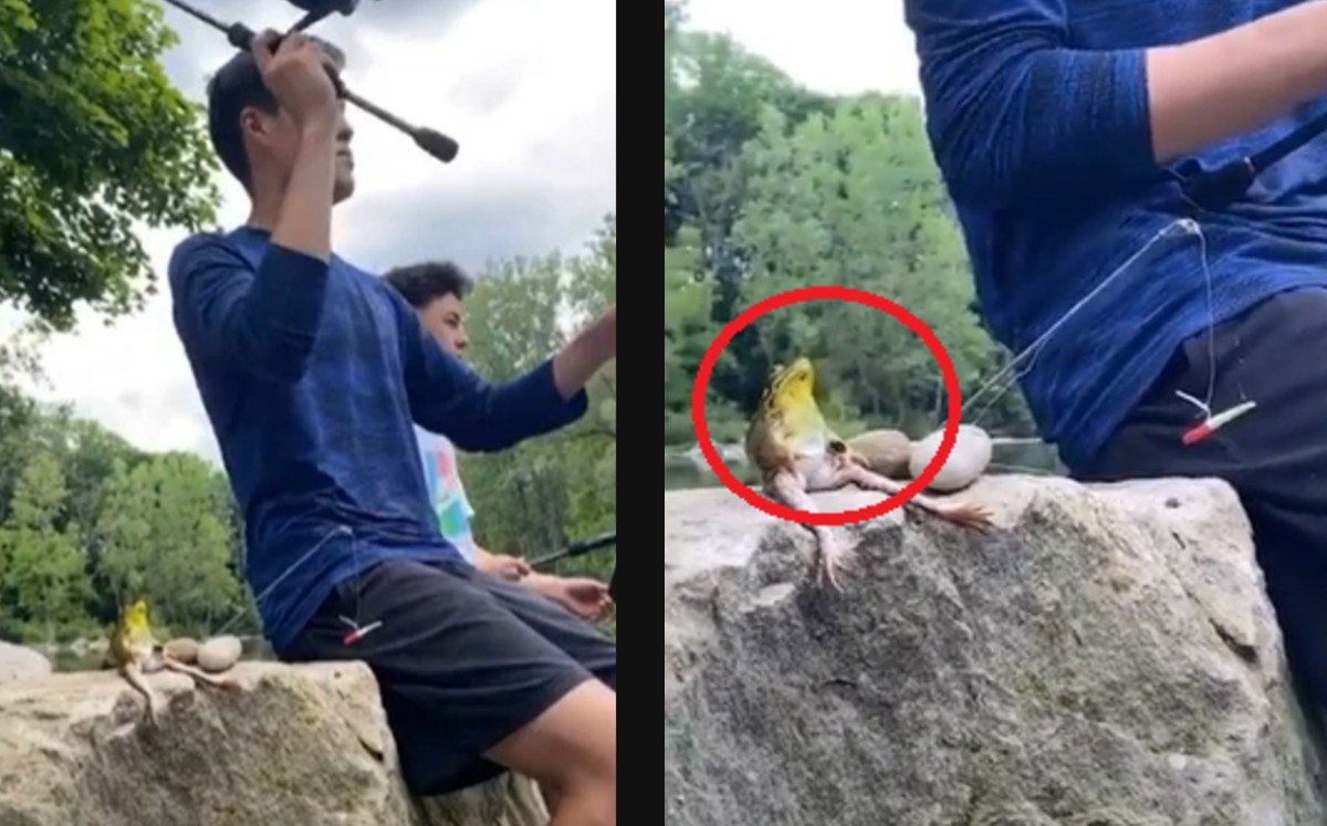 London. Captan a rana sentada 'pescando'; viral TikTok |VIDEO « FG ...